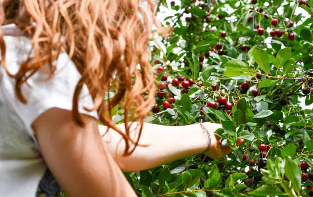Easy Cherry Syrup Recipe - Wild Game & Fish