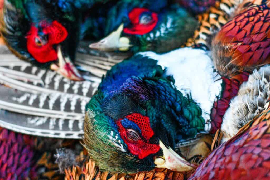 Super Easy Pheasant Florentine Recipe (Chicken Florentine) - Wild Game ...